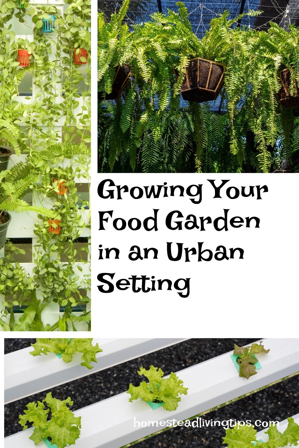 Growing Your Food Garden in an Urban Setting - Homestead Living Tips